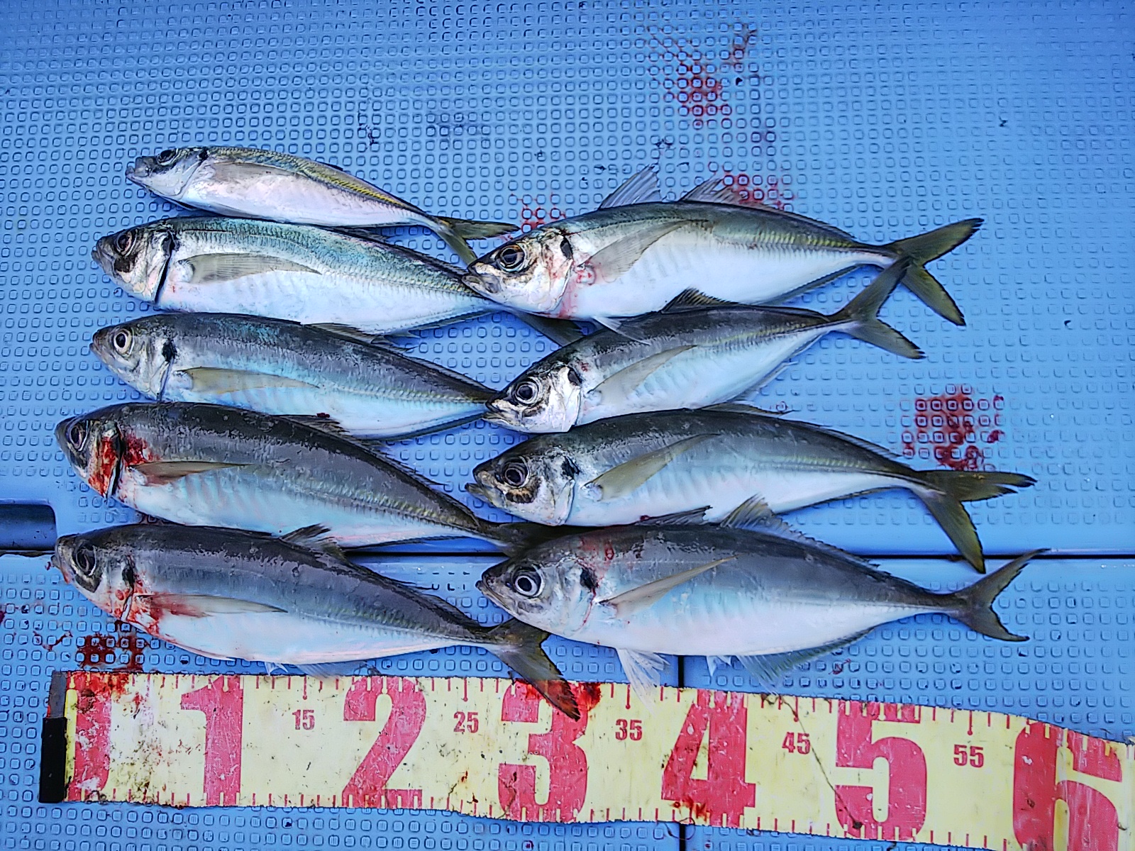 DSC_0146 – 釣り船 ・仕立て船 ・＜第二常豊丸＞